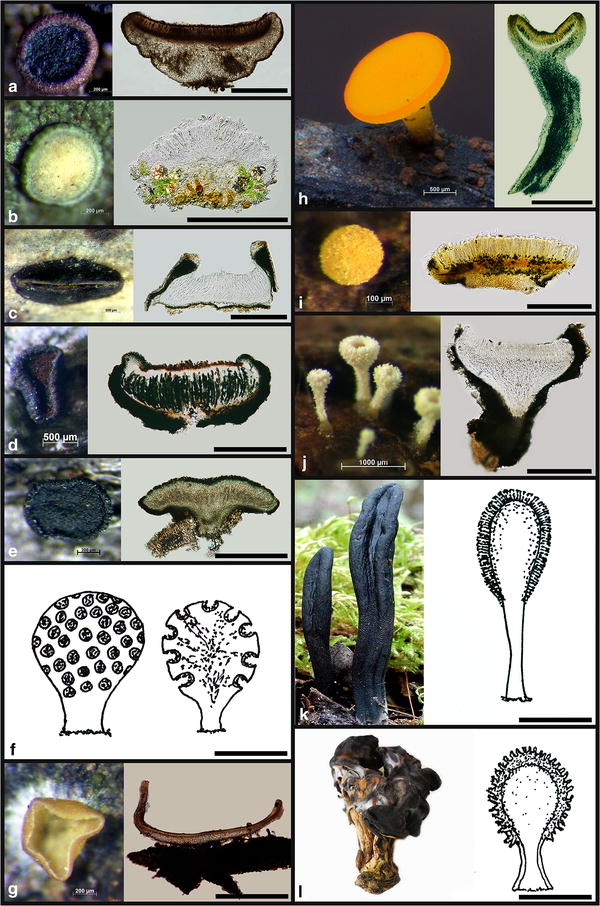 DISCOMYCETES: the apothecial representatives of the phylum Ascomycota ...