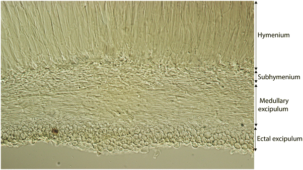 DISCOMYCETES: the apothecial representatives of the phylum Ascomycota ...