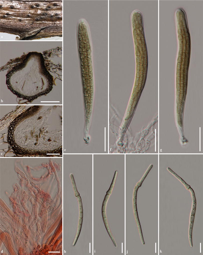 Towards a natural classification of Ophiobolus and ophiobolus-like taxa ...