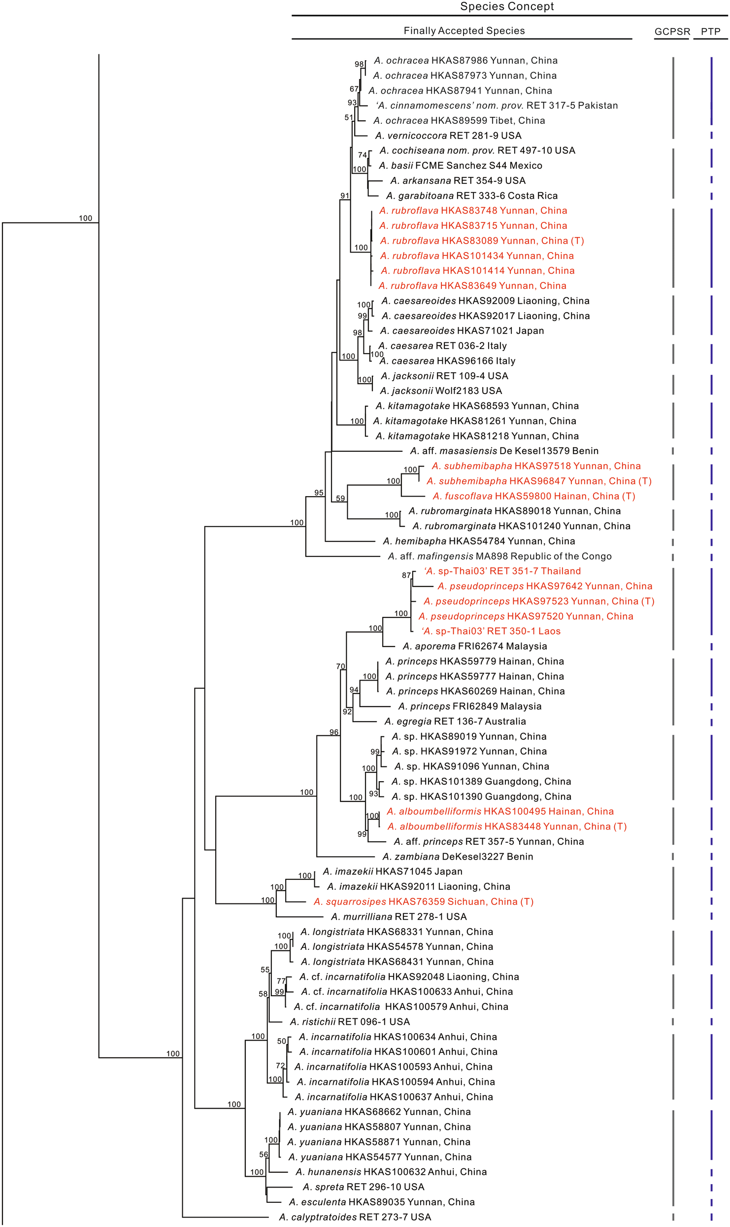 The family Amanitaceae: molecular phylogeny, higher-rank taxonomy and ...
