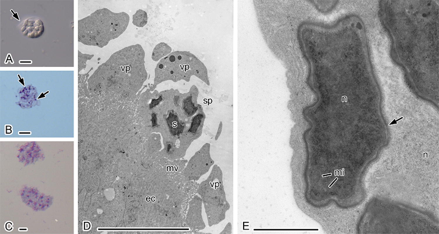 Notes for genera: basal clades of Fungi (including Aphelidiomycota ...
