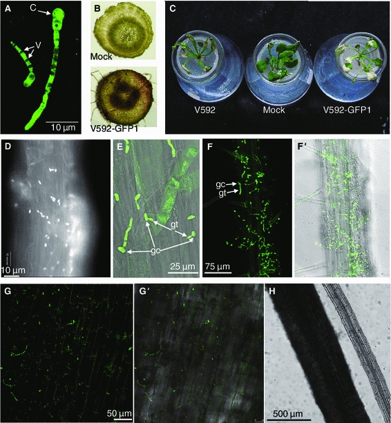 Colonization process of Arabidopsis thaliana roots by a green ...