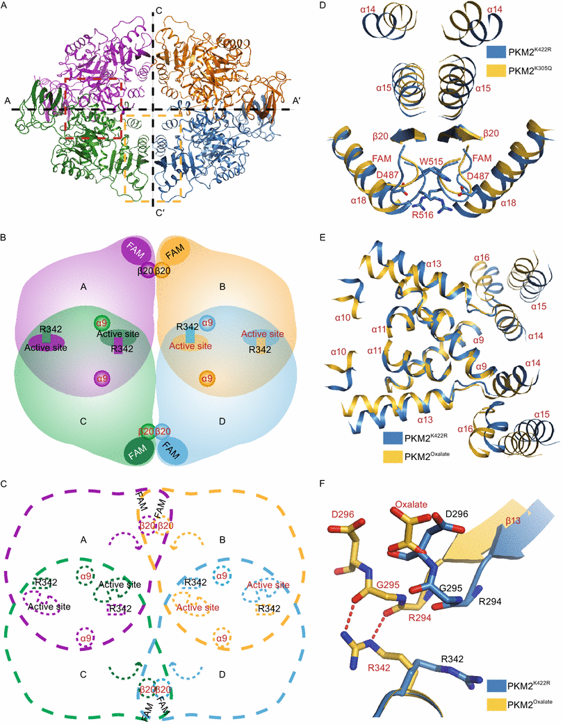 Structural insight into mechanisms for dynamic regulation of PKM2 ...