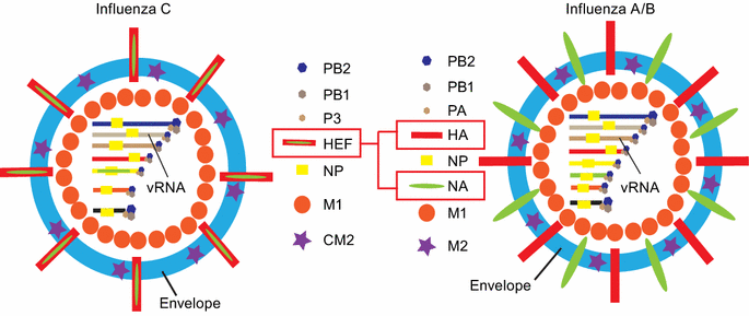 Hemagglutinin-esterase-fusion (HEF) protein of influenza C virus ...