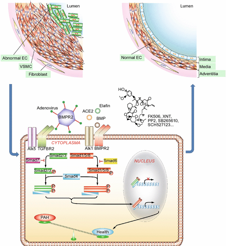 BMPR2 spruces up the endothelium in pulmonary hypertension | SpringerLink