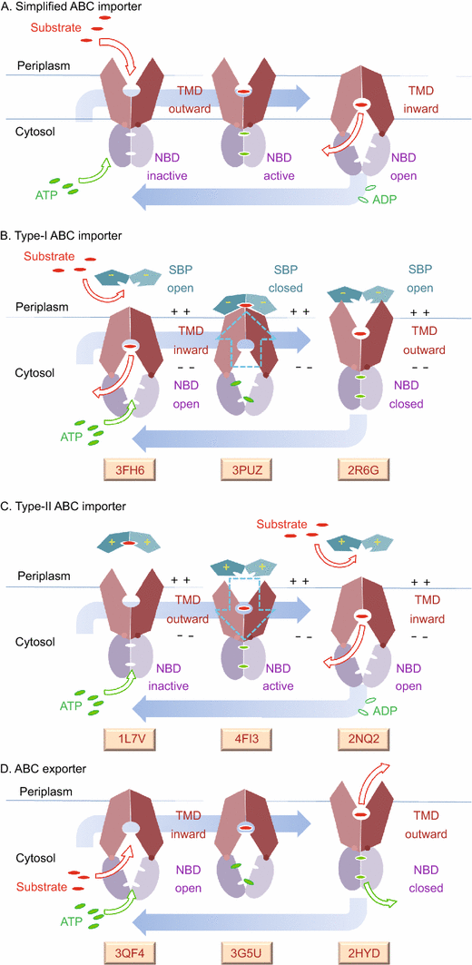 Thermodynamics of ABC transporters | SpringerLink