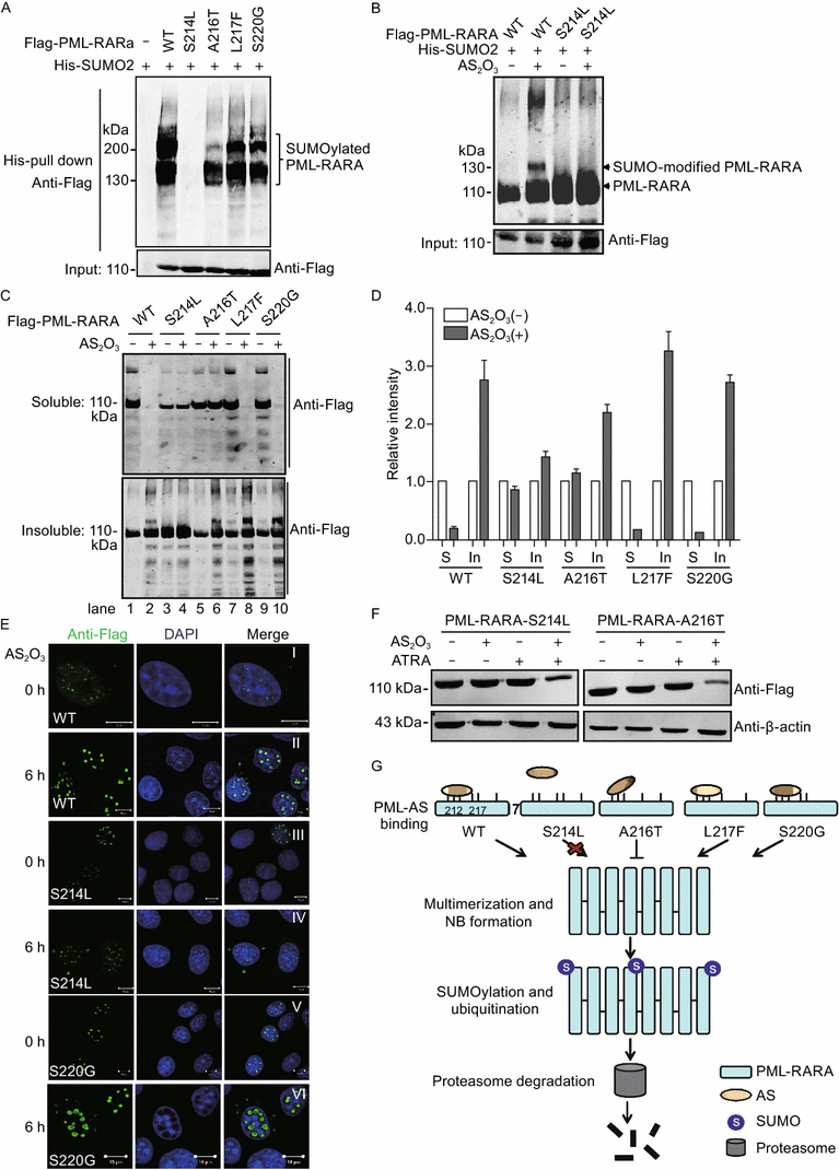 PML-RARA mutations confer varying arsenic trioxide resistance ...