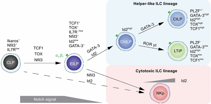 Transcriptional regulators dictate innate lymphoid cell fates ...
