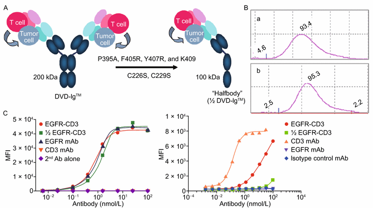 Potent and conditional redirected T cell killing of tumor cells using ...