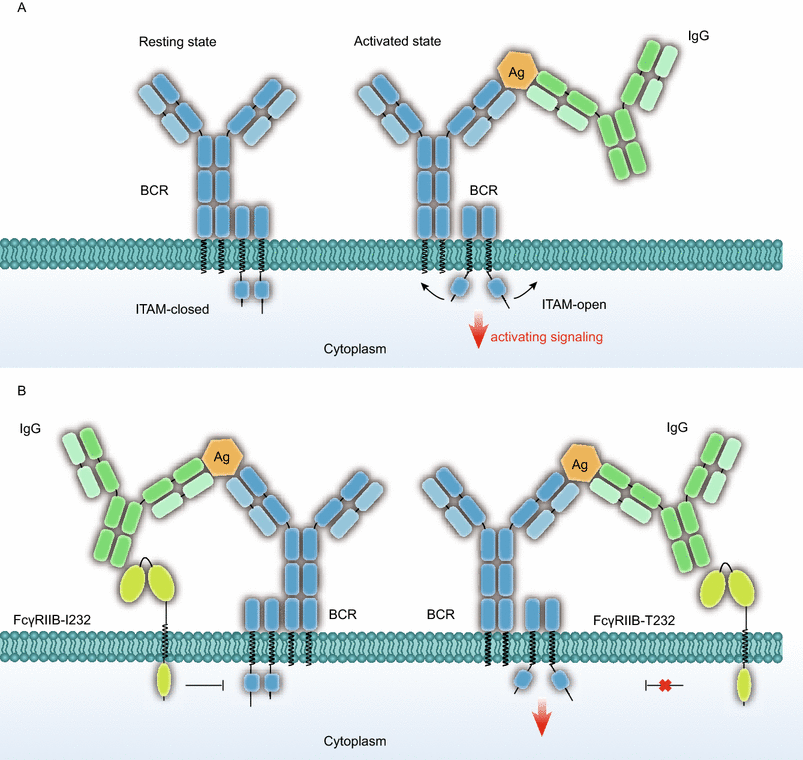 Transmembrane domain dependent inhibitory function of FcγRIIB ...
