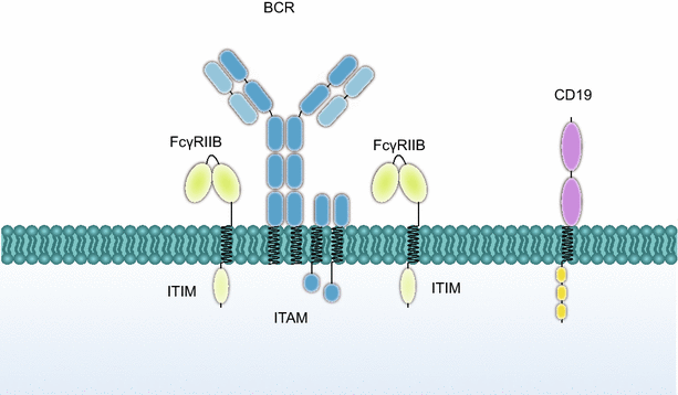 Transmembrane domain dependent inhibitory function of FcγRIIB ...