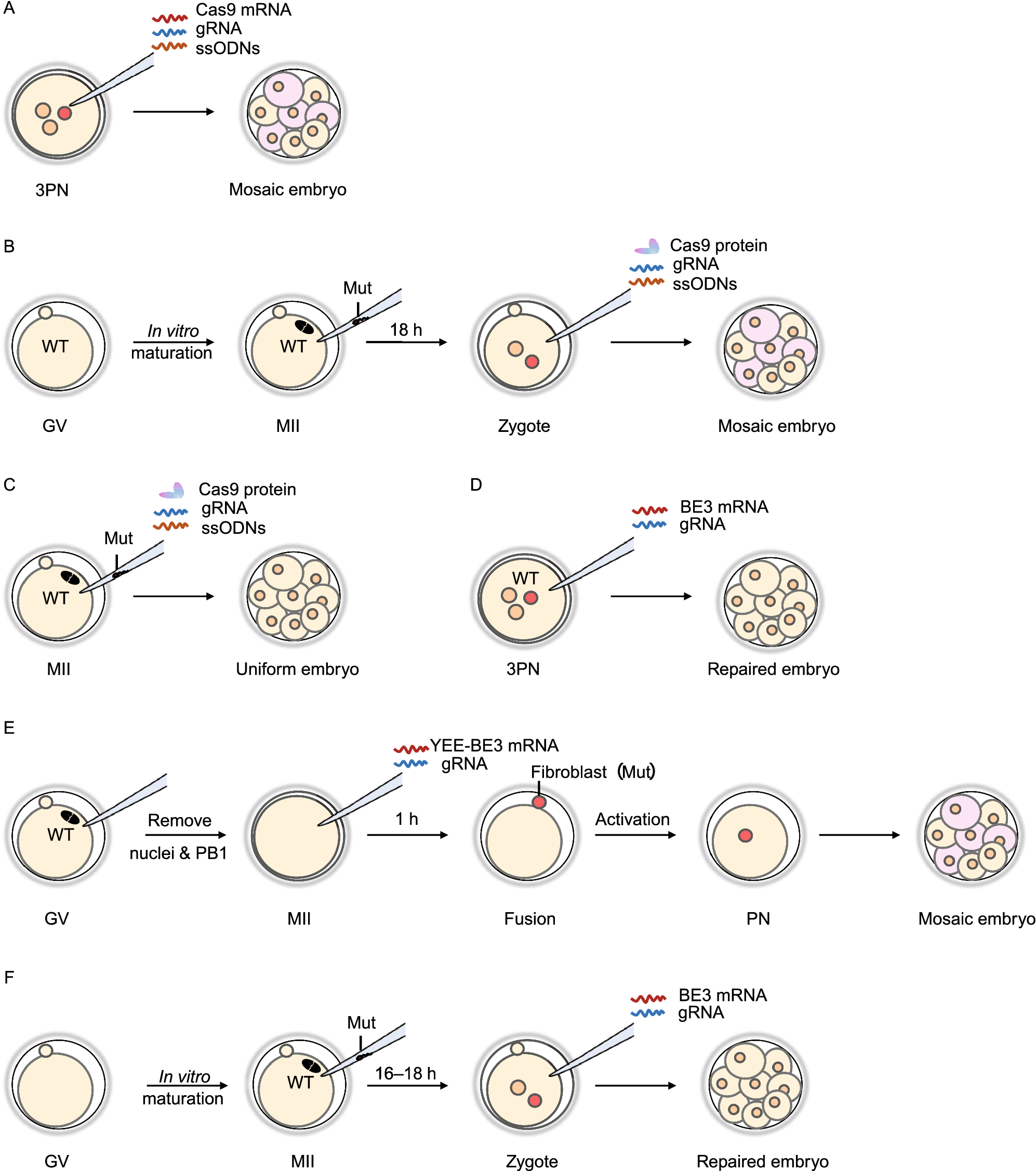 Human germline editing: Insights to future clinical treatment of ...