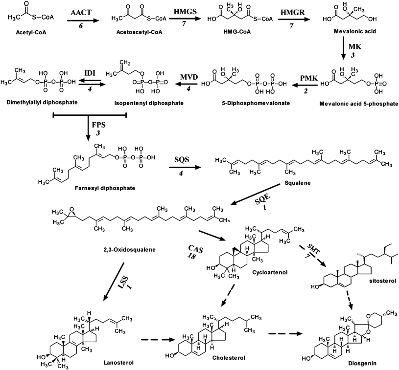 Transcriptome analysis of Dioscorea zingiberensis identifies genes ...