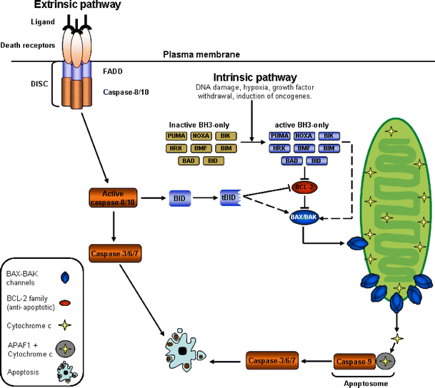 Radiation-induced cell death mechanisms | SpringerLink