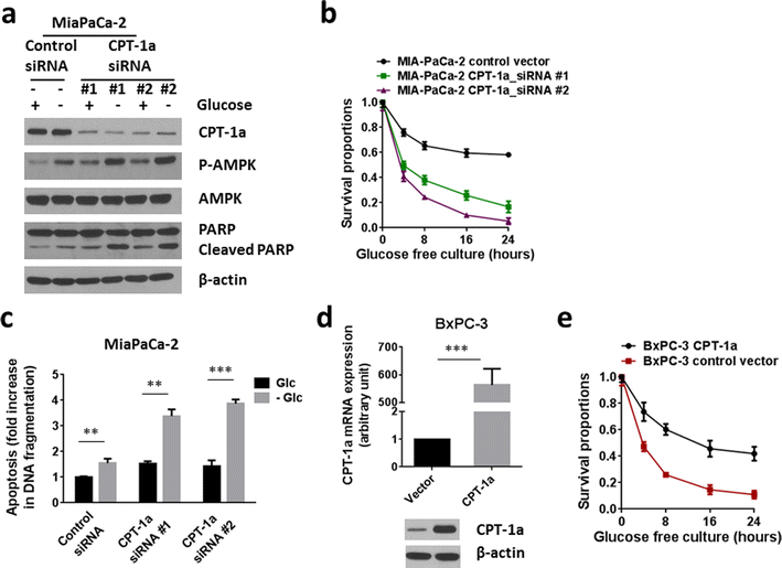 An indispensable role of CPT-1a to survive cancer cells during energy ...