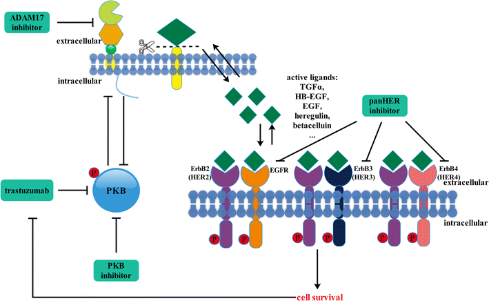 The role of ADAM17 in tumorigenesis and progression of breast cancer ...