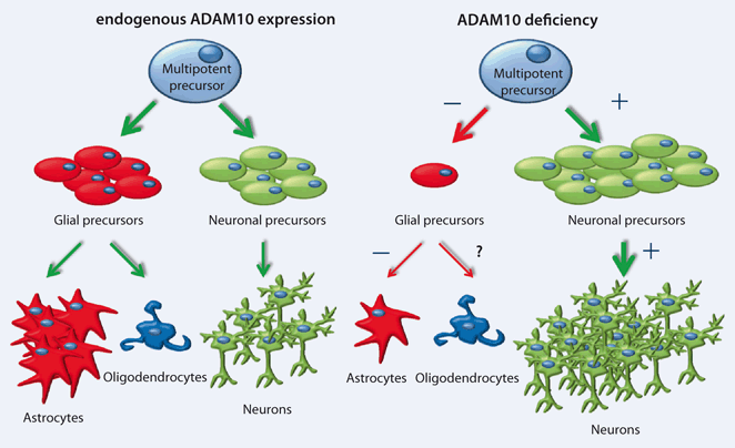 ADAM10: α-secretase in Alzheimer’s disease and regulator of ...