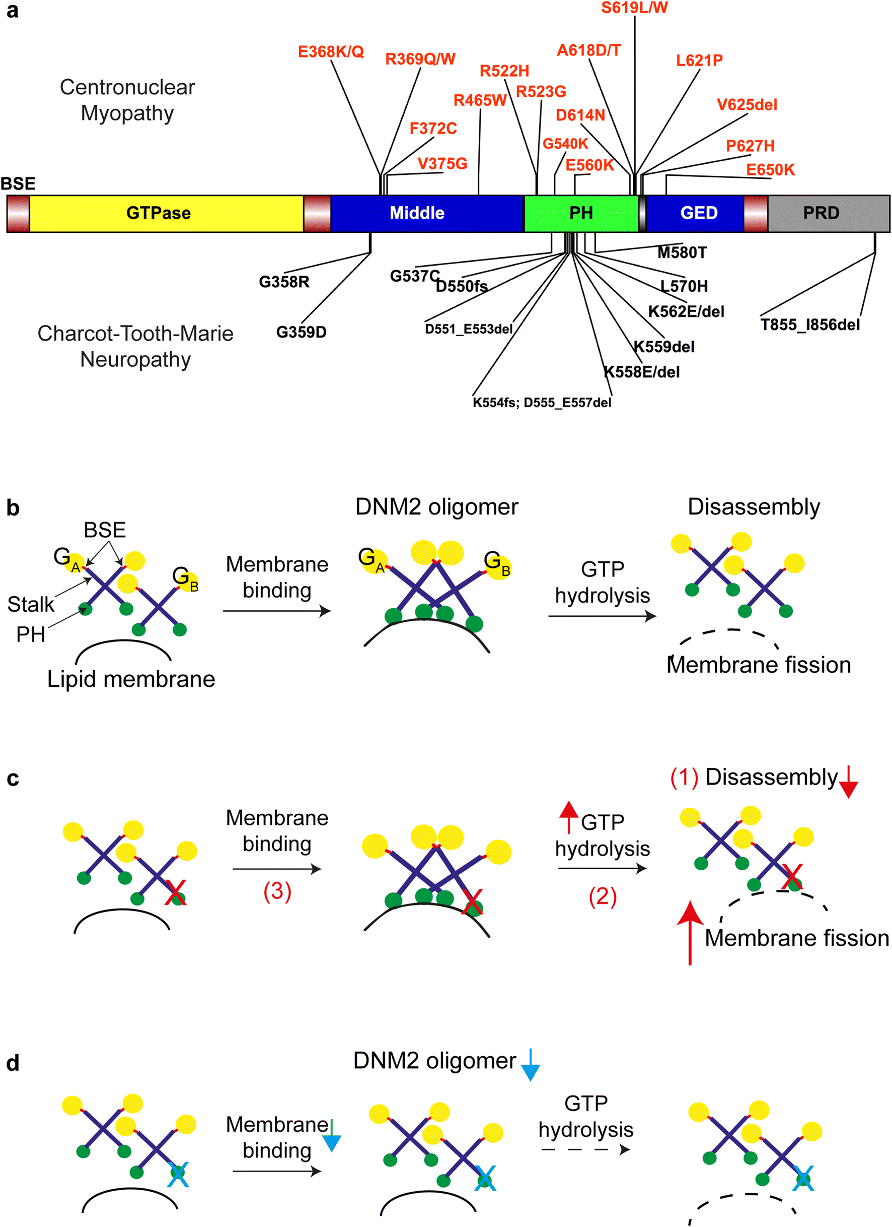 Dynamin 2 (DNM2) as Cause of, and Modifier for, Human Neuromuscular ...