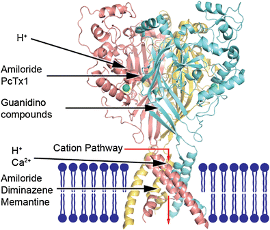 Targeted Acid-Sensing Ion Channel Therapies for Migraine | SpringerLink
