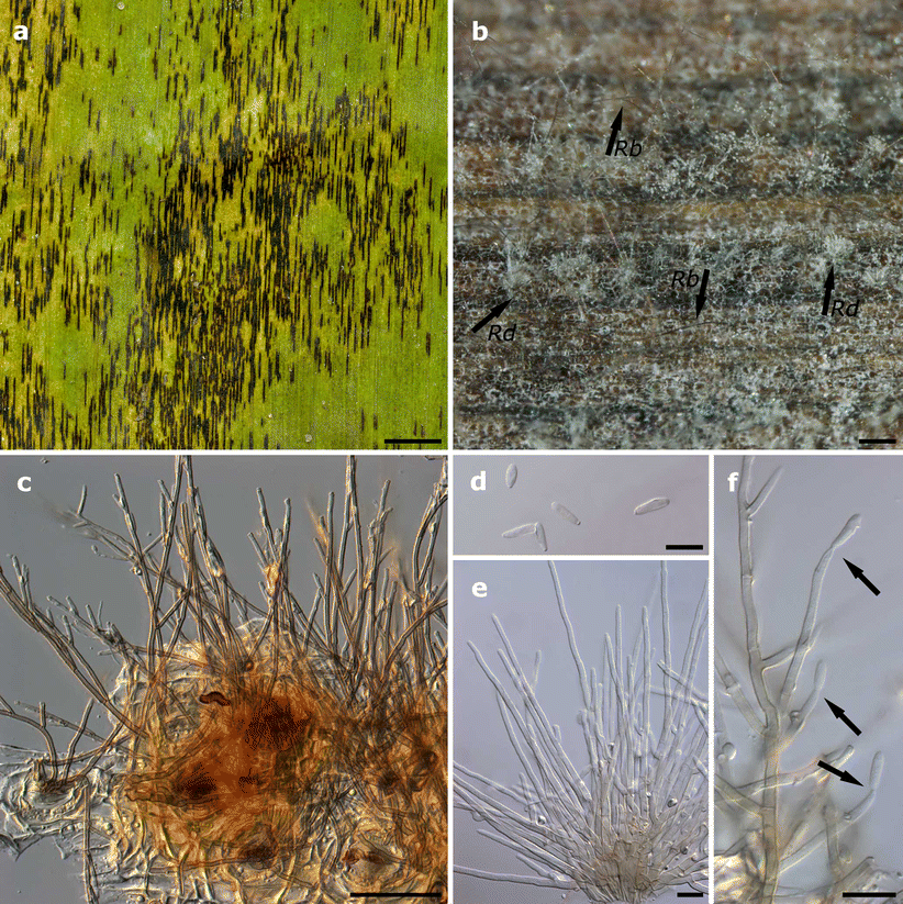 Ramichloridium spp. on Musa in northern Queensland: introducing ...