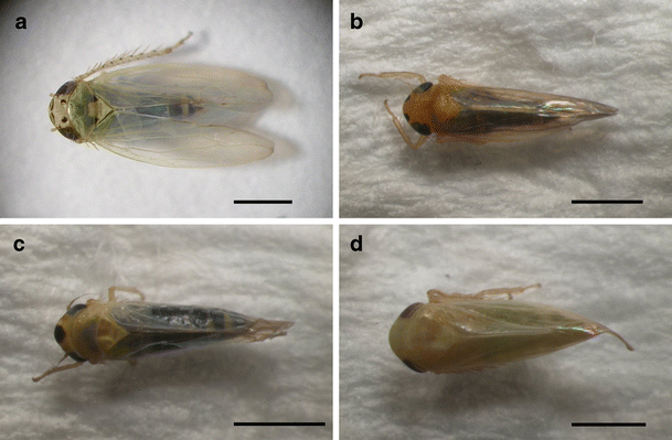 Detection and identification of a new phytoplasma associated with ...