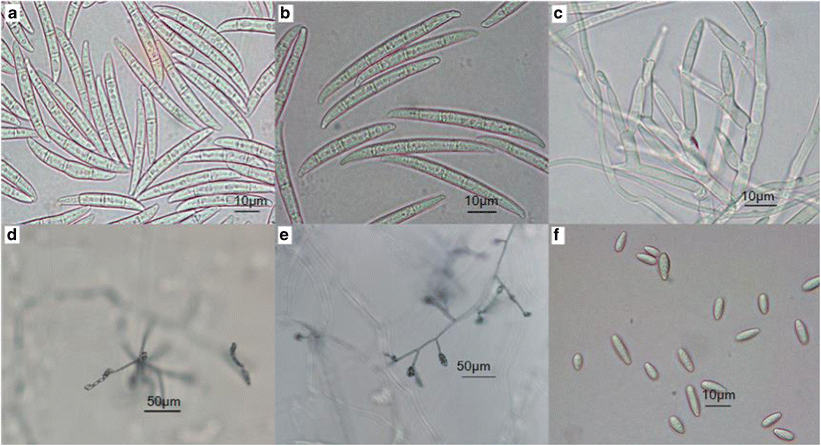 Taxonomy of Fusarium fujikuroi species complex associated with bakanae ...