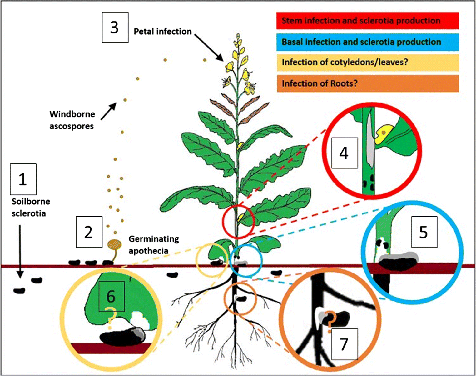 Abiotic conditions governing the myceliogenic germination of ...