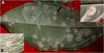 Simplicillium lanosoniveum, a hyperparasite on Aecidium elaeagni ...