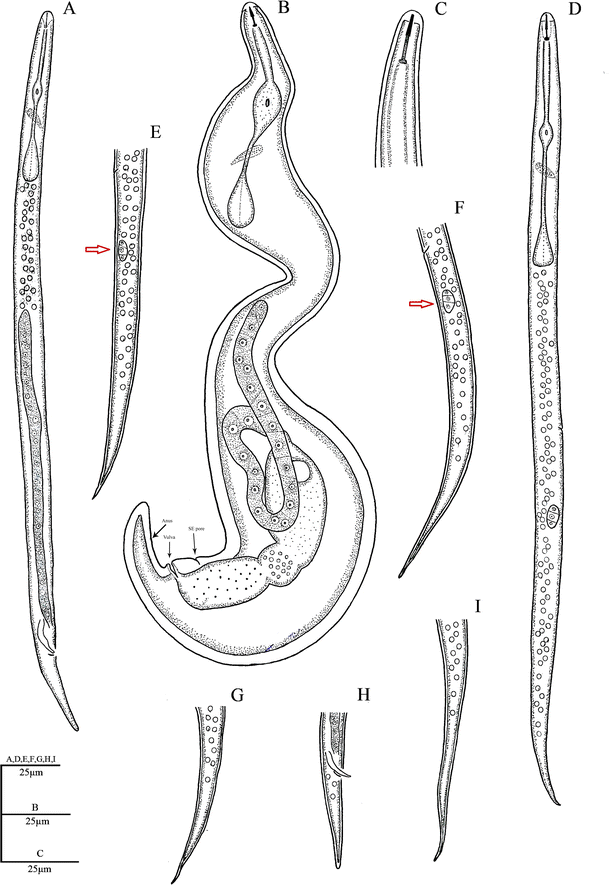 Tylenchulus semipenetrans (Nematoda: Tylenchulidae) on pomegranate in ...