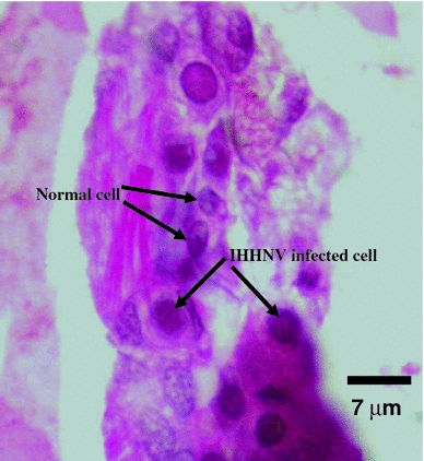 Genomics, Molecular Epidemiology and Diagnostics of Infectious ...
