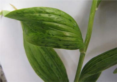 First report of lily mottle virus on lily ( Lilium sp.) in southern ...