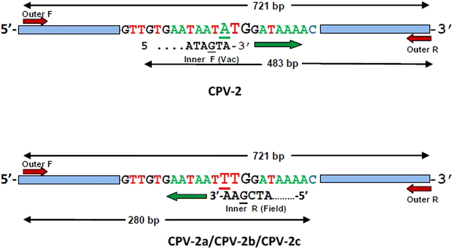 Multiplex amplification refractory mutation system PCR (ARMS-PCR ...