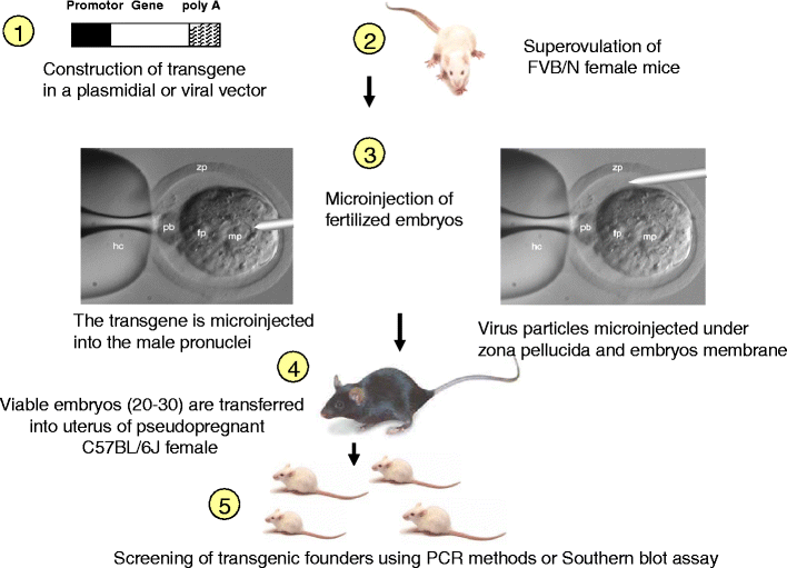 New routes for transgenesis of the mouse | SpringerLink