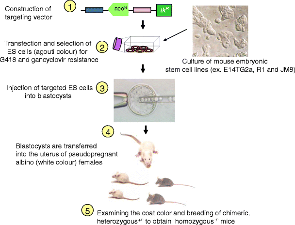 New routes for transgenesis of the mouse | SpringerLink