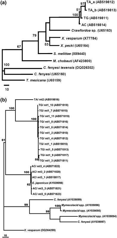 The strepsipteran parasite Elenchus japonicus (Strepsiptera, Elenchidae ...