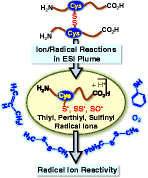 Gas-Phase Reactivity of Peptide Thiyl (RS•), Perthiyl (RSS•), and ...