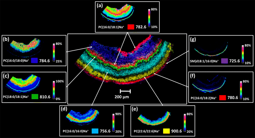 High Resolution MALDI Imaging Mass Spectrometry of Retinal Tissue ...