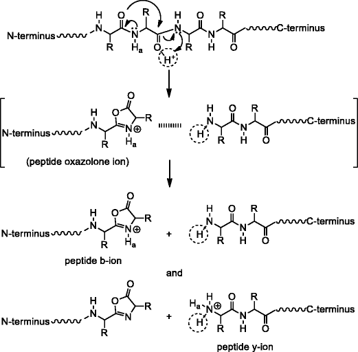 Fragmentation Patterns and Mechanisms of Singly and Doubly Protonated ...