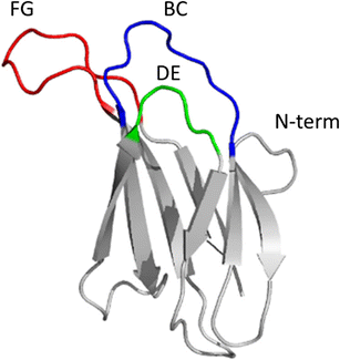 Conformational Assessment of Adnectin and Adnectin-Drug Conjugate by ...