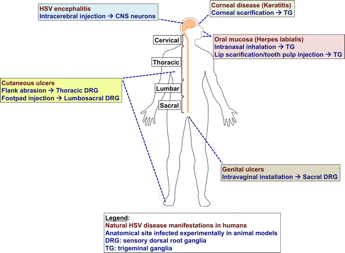 Animal models of herpes simplex virus immunity and pathogenesis ...