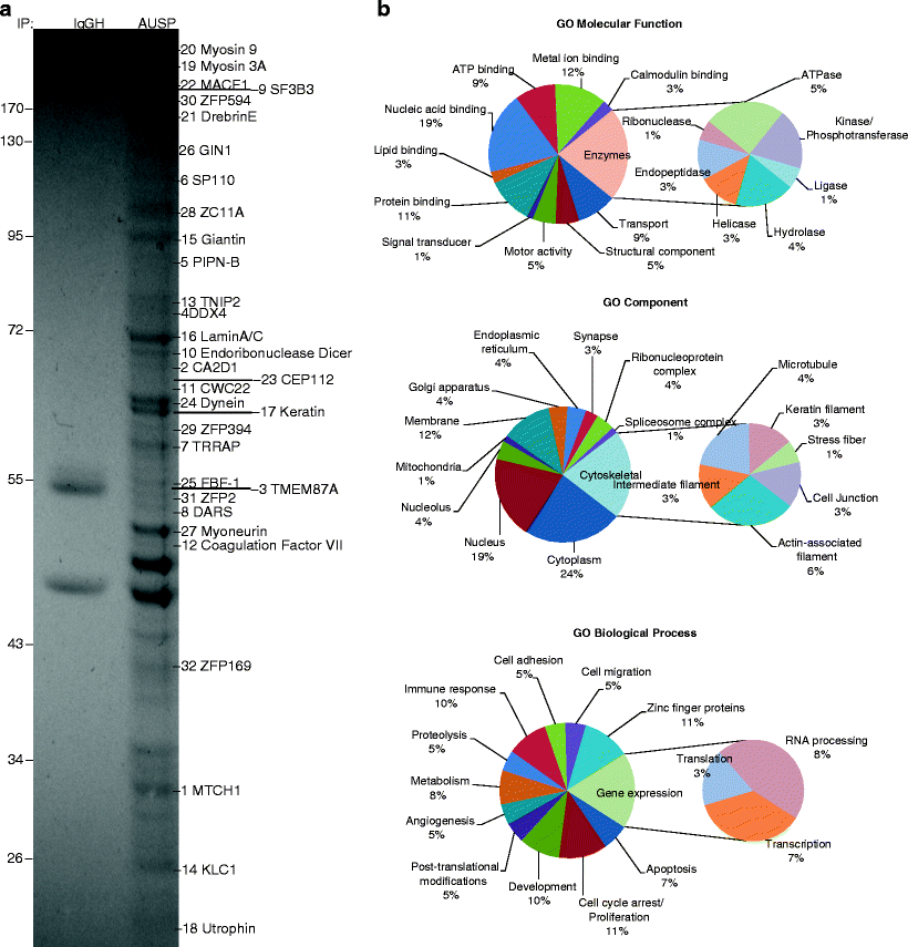 HAUSP regulates c-MYC expression via de-ubiquitination of TRRAP ...
