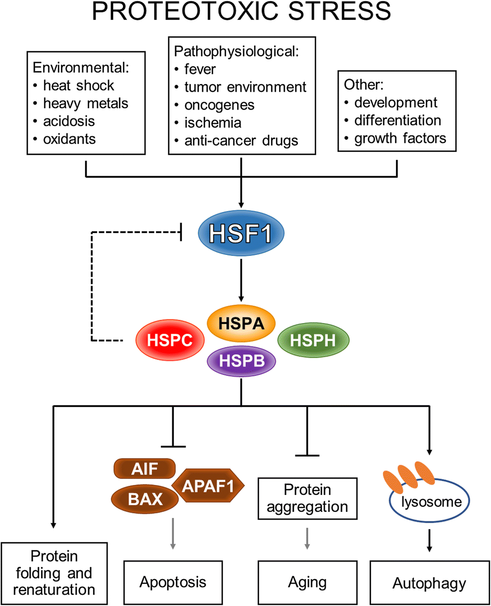 Interplay between HSF1 and p53 signaling pathways in cancer initiation ...