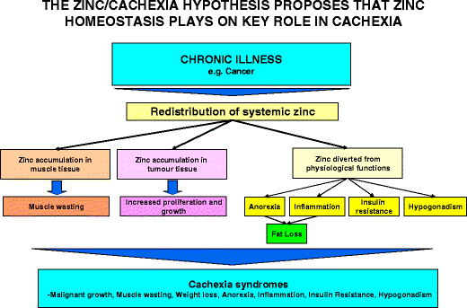 Abstracts of the 5th Cachexia Conference, Barcelona, Spain, December 5 ...