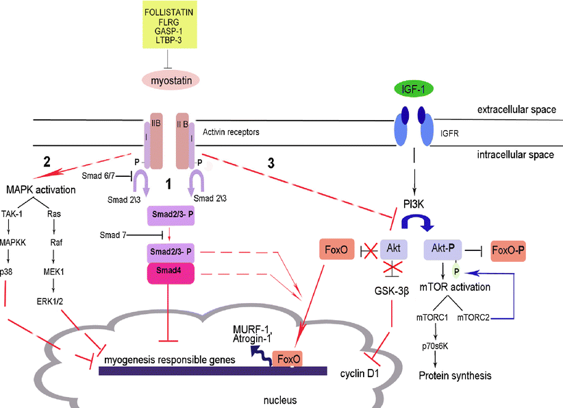 The role of myostatin in muscle wasting: an overview | SpringerLink