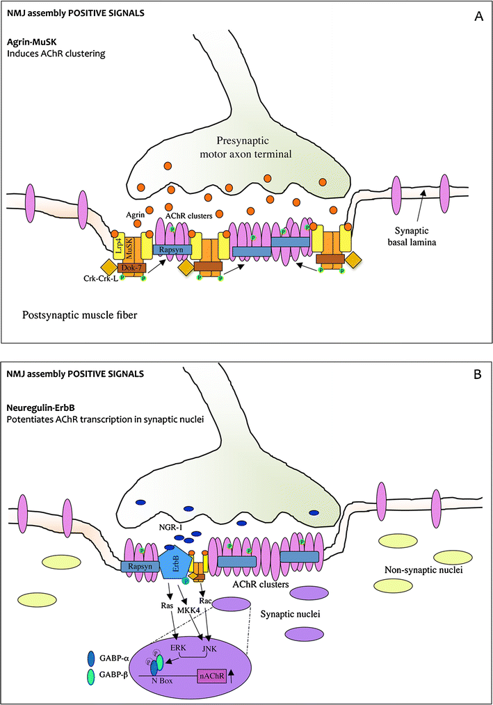 Molecular control of neuromuscular junction development | SpringerLink