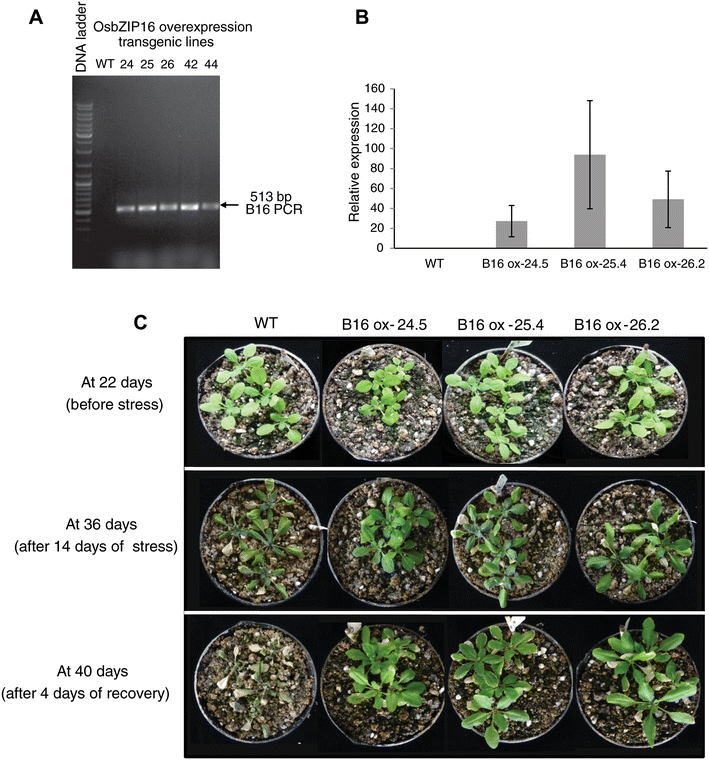 A rice bZIP transcription factor, OsbZIP16, regulates abiotic stress ...