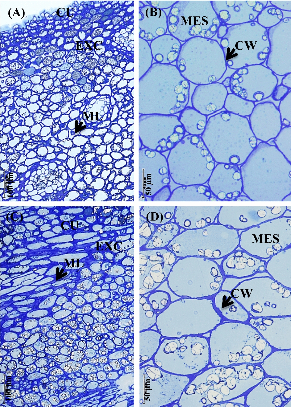 Application of calcium–boron improve fruit quality, cell ...