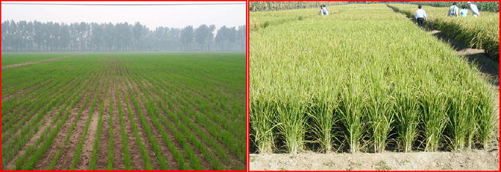 Aerobic rice for water-saving agriculture. A review | SpringerLink