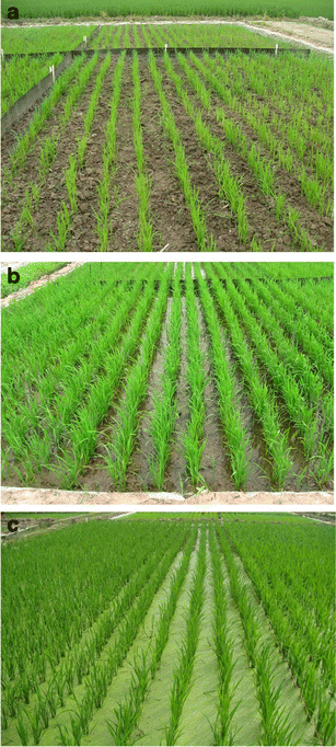 Lower global warming potential and higher yield of wet direct-seeded ...