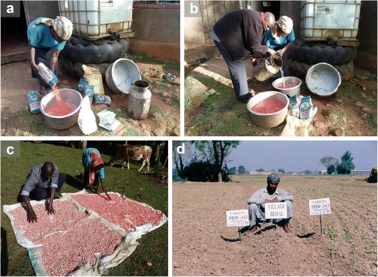 Quantifying the potential of ‘on-farm’ seed priming to increase crop performance in developing ...